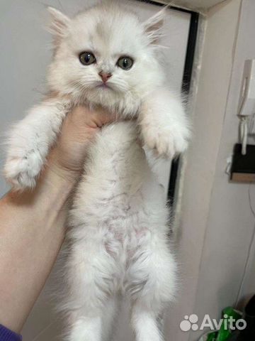 Кошки