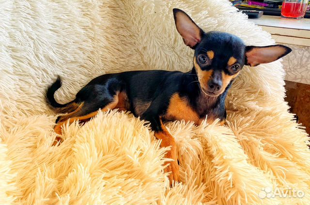 Любимец семьи