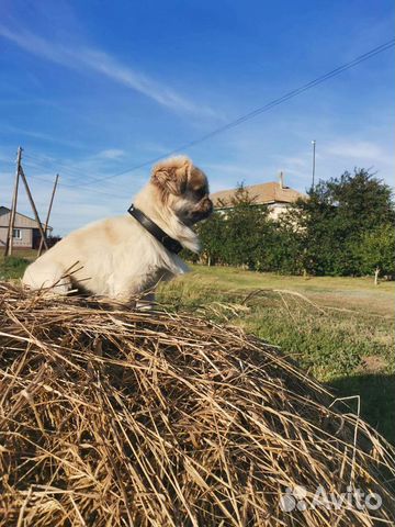 Вязка, Ждем невесту, подругу