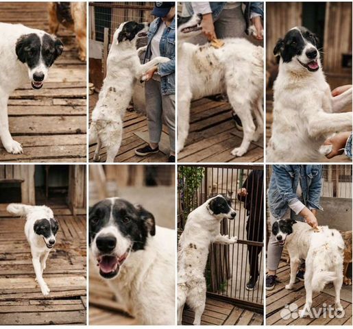 Собака мальчик, Гордей ищет дом