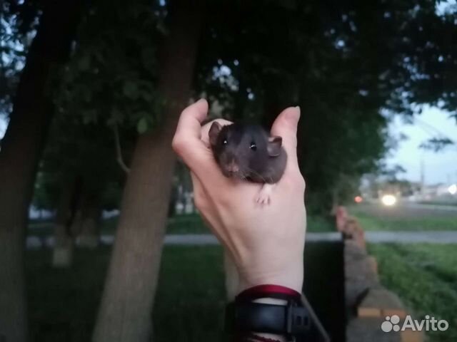 Крыса