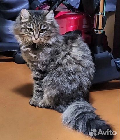 Кошки в добрые руки