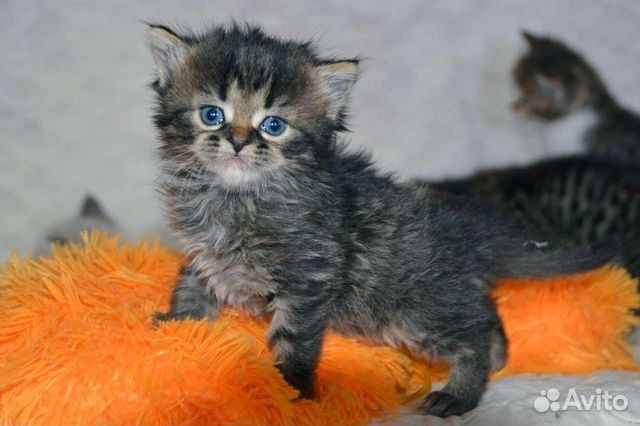 Ла-перм лаперм