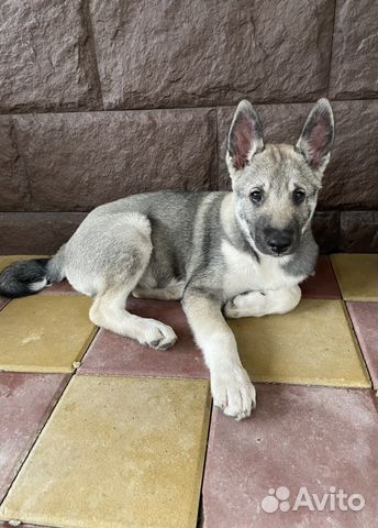 Красавчик Тайсон в добрые руки