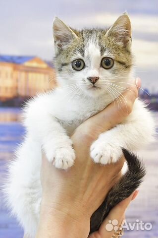 Малышка Лизонька ищет семью