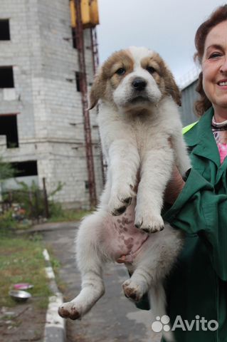 Щенуля девочка ищет дом