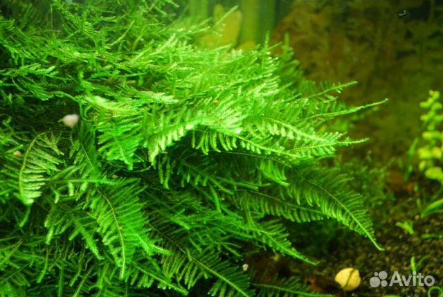 Рождественский мох или Кристмас (Christmas Moss)