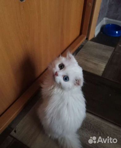 Котенок