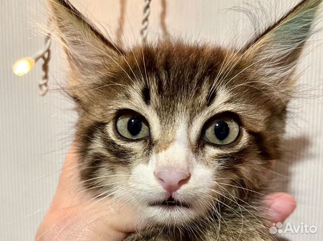 Котенок Гаврюша ищет дом (1,5 мес)