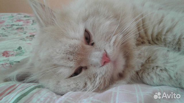 Котик ждёт невесту