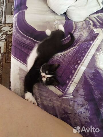 Котик Мусик бесплатно