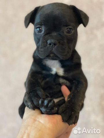 Французский бульдог