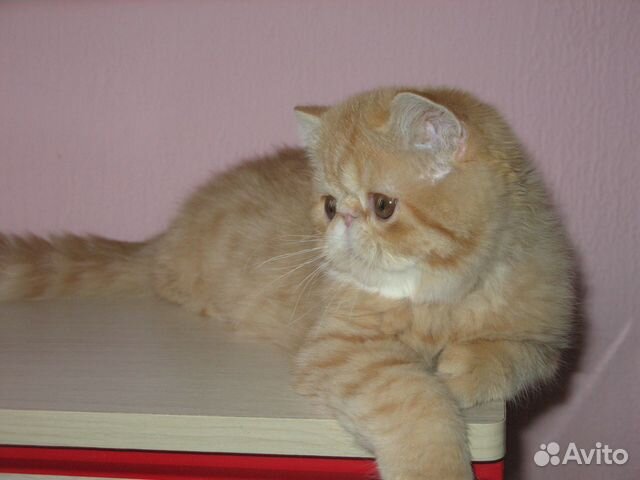 Экзотический котик