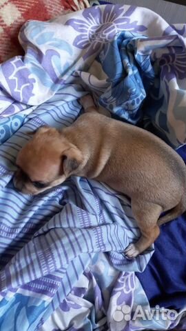 Чихуахуа тип Дир (Оленёнок) Мексика