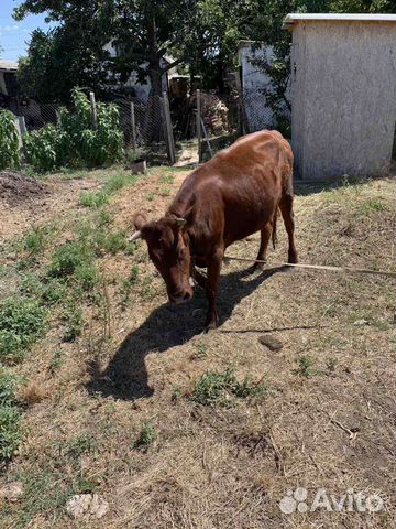 Телка 1 год 6 мес