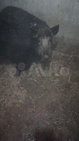 Свинки венгерской мангалицы