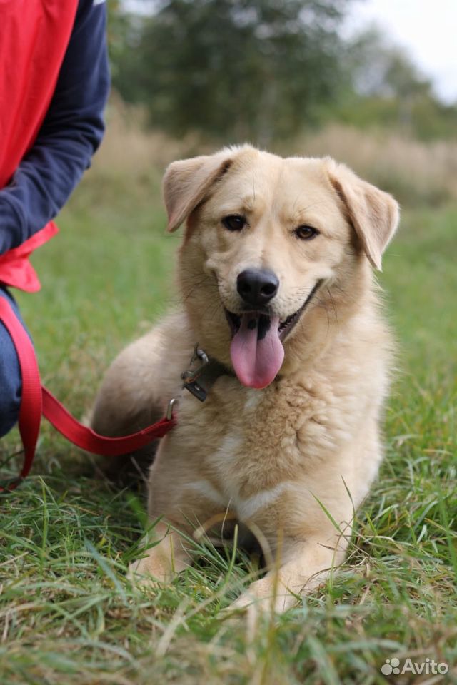 Метис ретривера Ляля, ласковая собака для семьи