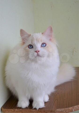 Регдолл/Рэгдолл/Котята регдолл/ragdoll kitten