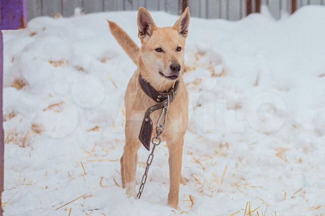 Собака-охраняка Печенька ищет дом