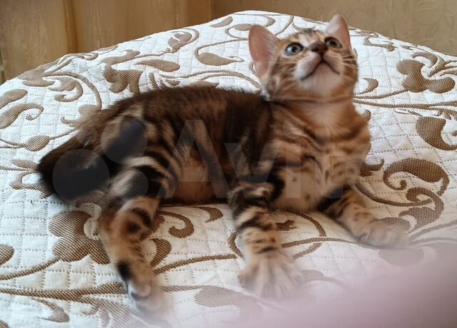 Бенгальские котята