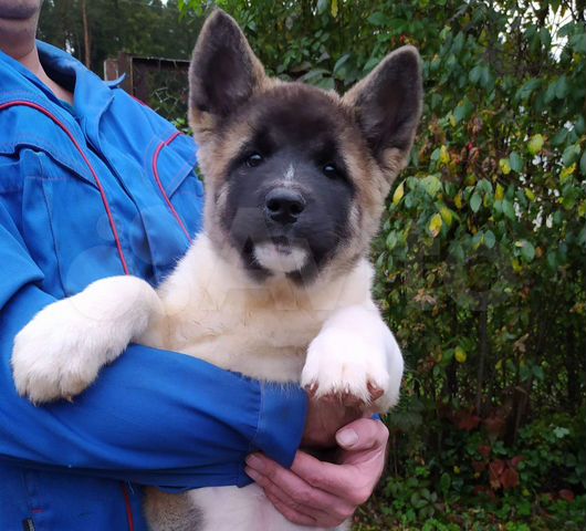 Дама Американочка