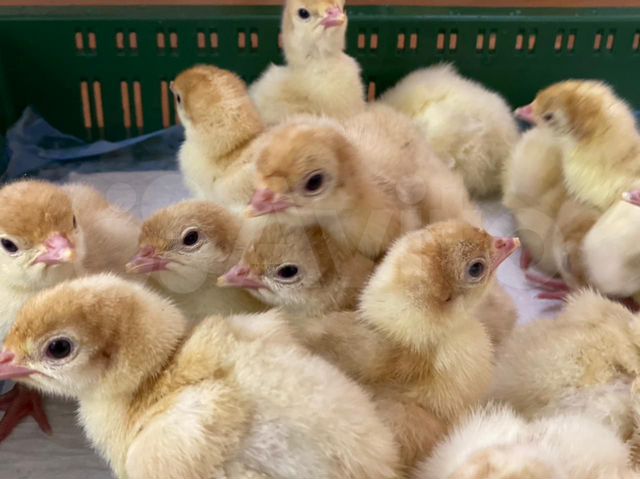 Индюшата Кросс Биг6 вывод 27.04