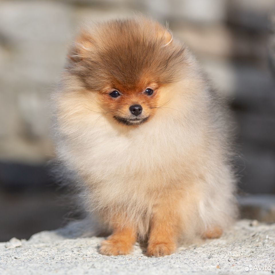 Шпиц померанский миник (щенок померанского шпица)