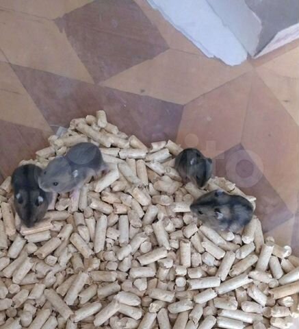 Джунгарский хомяк