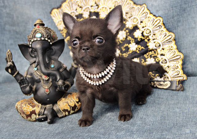 Роскошь черного