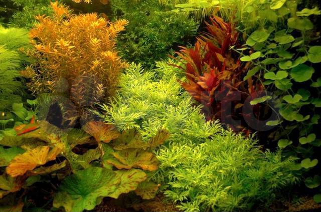 Аквариумные растения