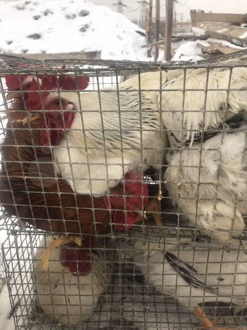 Домашние Куры,Цветные Петушки,Индоутки,Кролики,Кря