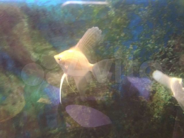 Скалярии золотые