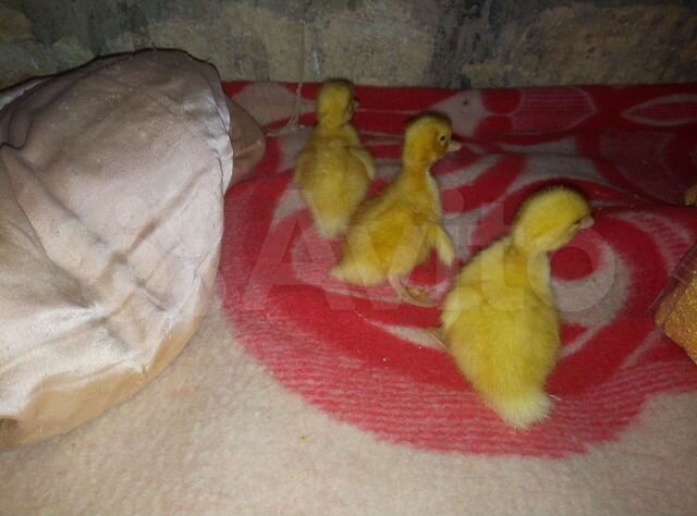 Голубой фаворит и стар 53