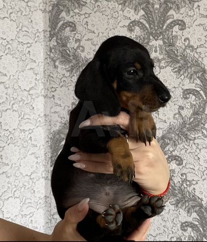 Щенки таксы