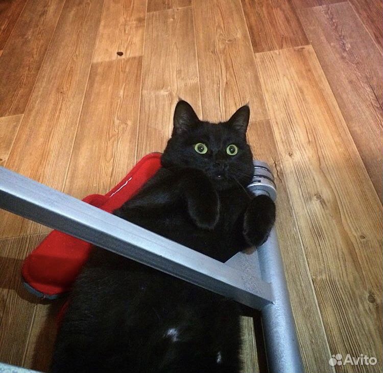 Большой красивый чёрный кот в хорошие руки