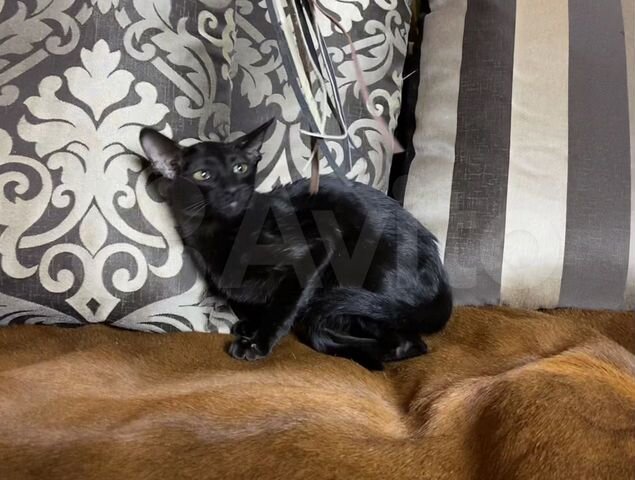 Ориентальная кошечка Багира