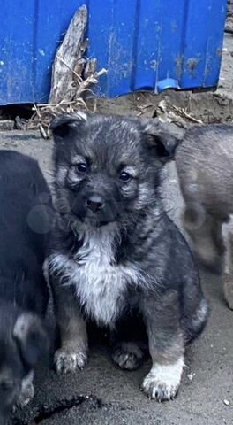 Щенки дворняжки