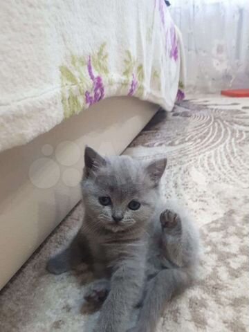 Британская