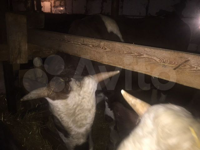 Быки на мясо