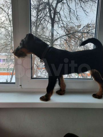 Продаю щенка подросшего ягдтерьера