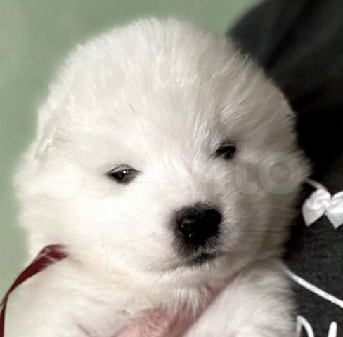 Самоеды-малыши