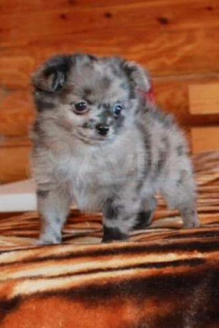 Чихуахуа девочка