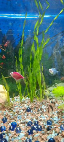 Водоросли для аквариума