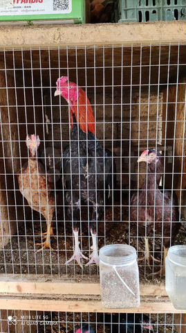 Бойцовые петухи