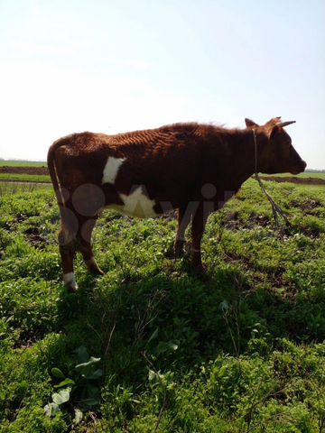 Телки, телята