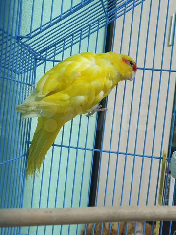 Какарик, новозеландский прыгающий попугай