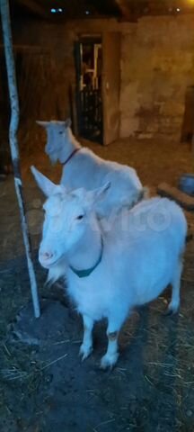 Козы дойные