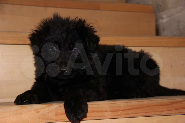 Щеночки черной немецкой овчарки