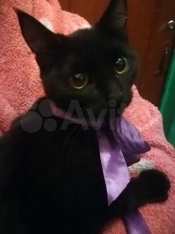 Маленькая девочка ищет дом