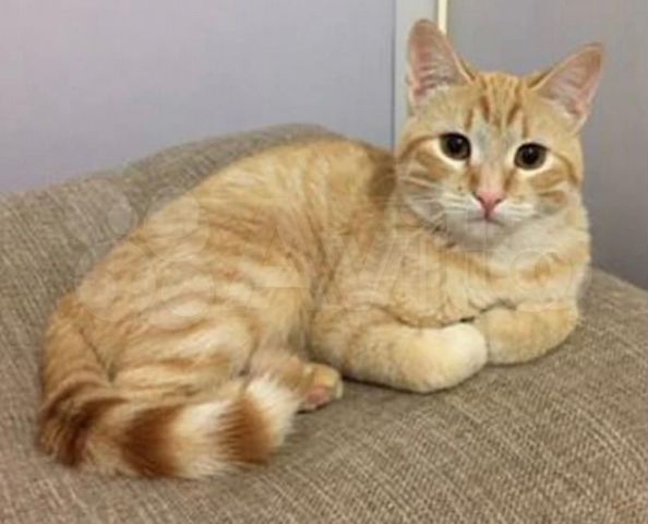 Кошка 8-9 мес стерилизована ищет родителей